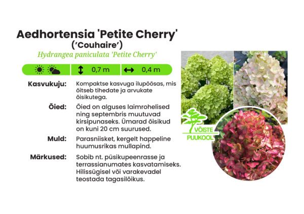 Aedhortensia Petite Cherry - Võiste Puukool