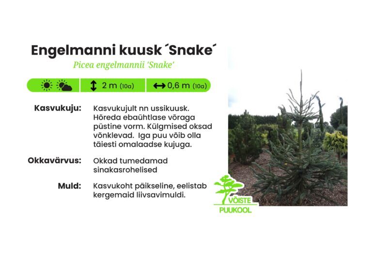 Engelmanni kuusk Snake - Võiste Puukool