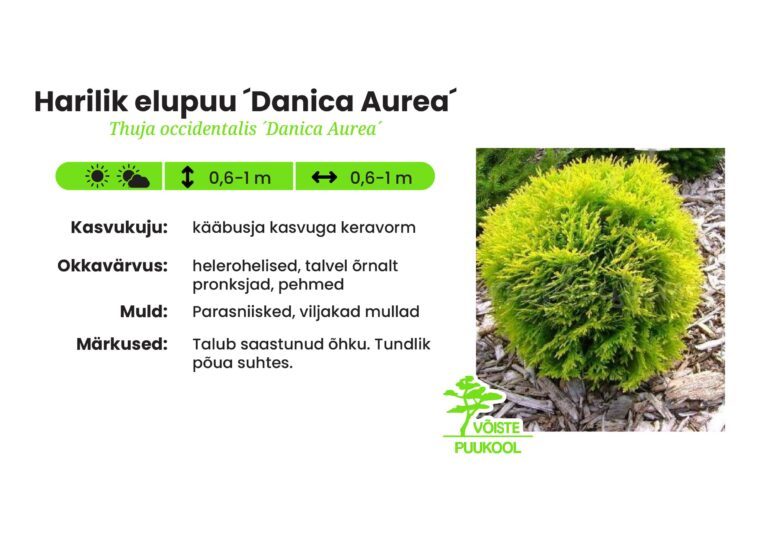 Harilik elupuu Danica Aurea - Võiste Puukool