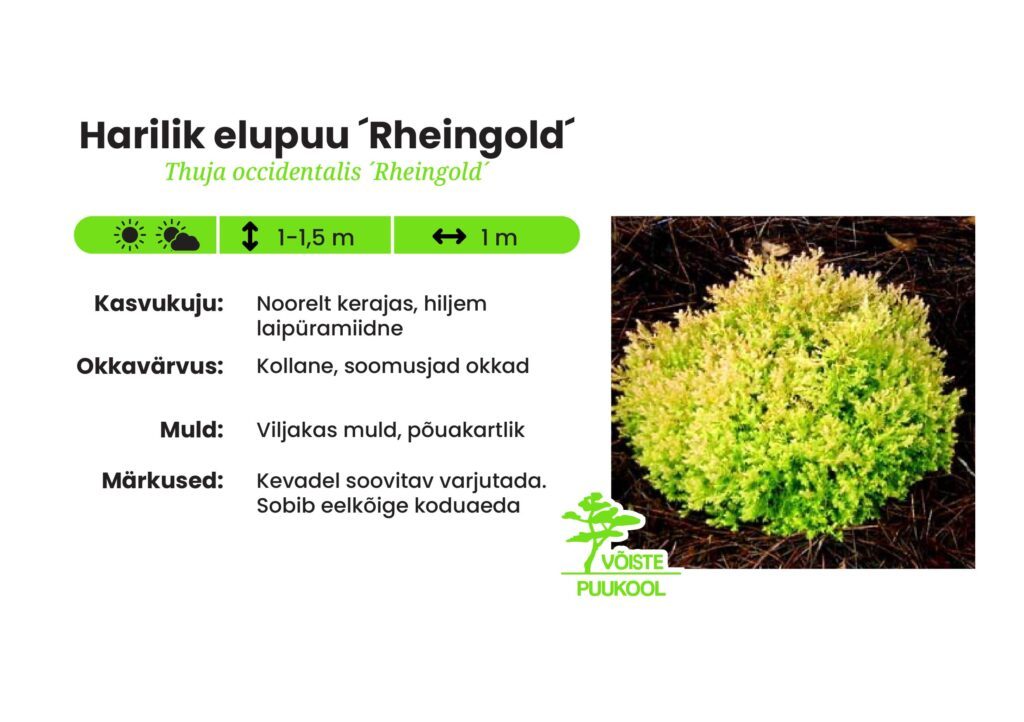 Harilik elupuu 'Rheingold' - Võiste Puukool