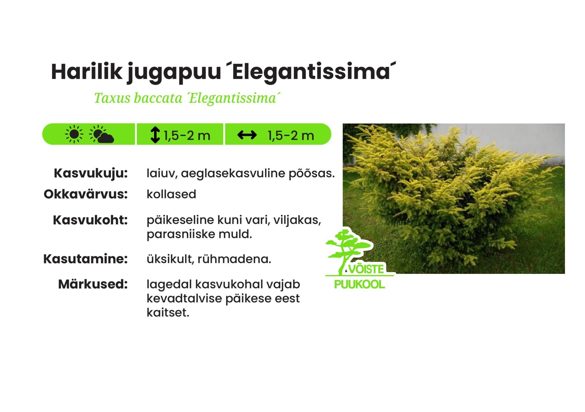 Harilik jugapuu 'Elegantissima' - Võiste Puukool