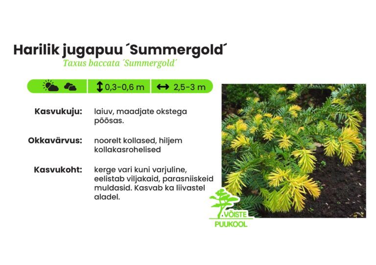 Harilik jugapuu 'Summergold' - Võiste Puukool