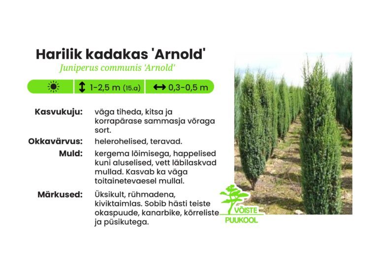 Harilik kadakas 'Arnold' - Võiste Puukool