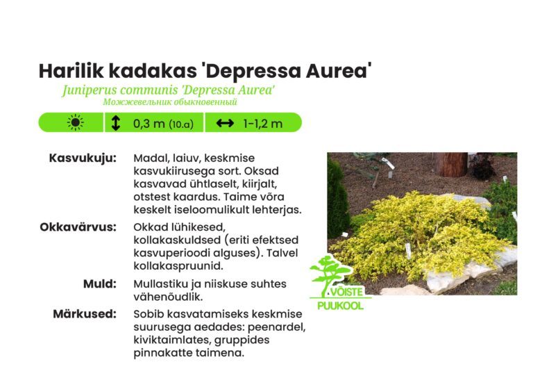 Harilik kadakas 'Depressa Aurea' - Võiste Puukool