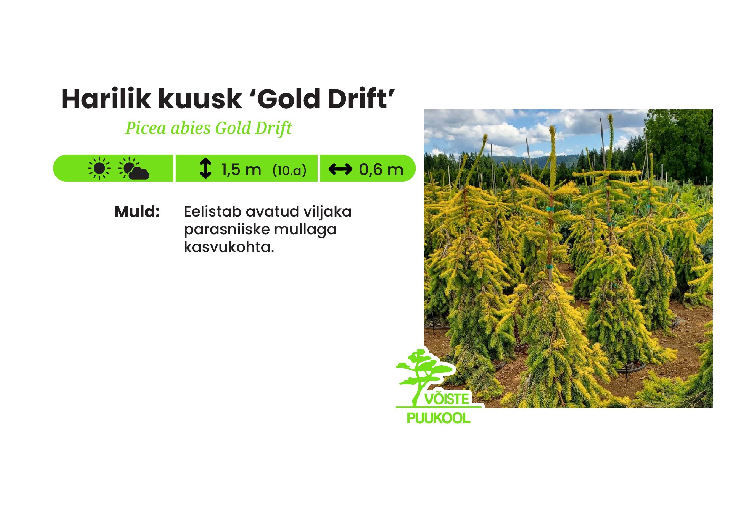 Harilik kuusk 'Gold Drift' - Võiste Puukool