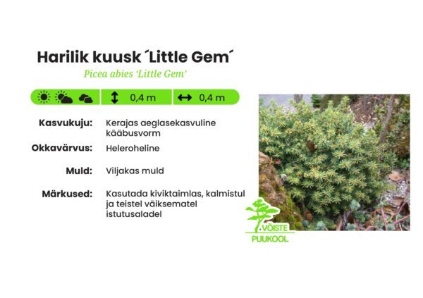 Harilik kuusk 'Little Gem' - Võiste Puukool