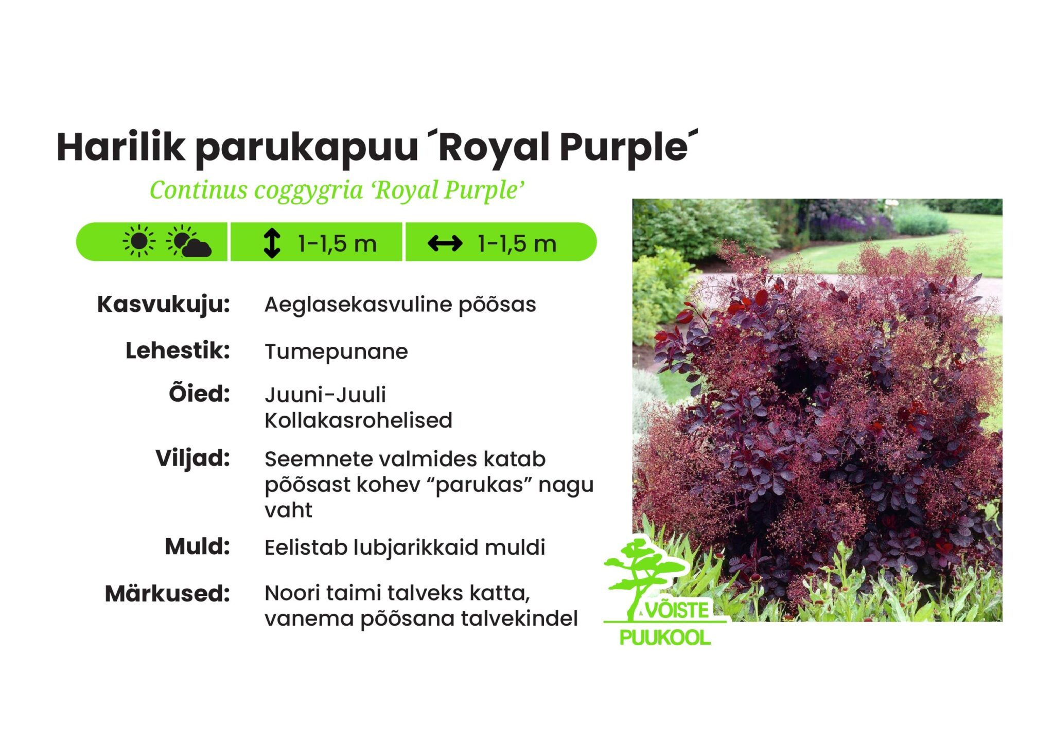 Harilik parukapuu ´Royal Purple' - Võiste Puukool