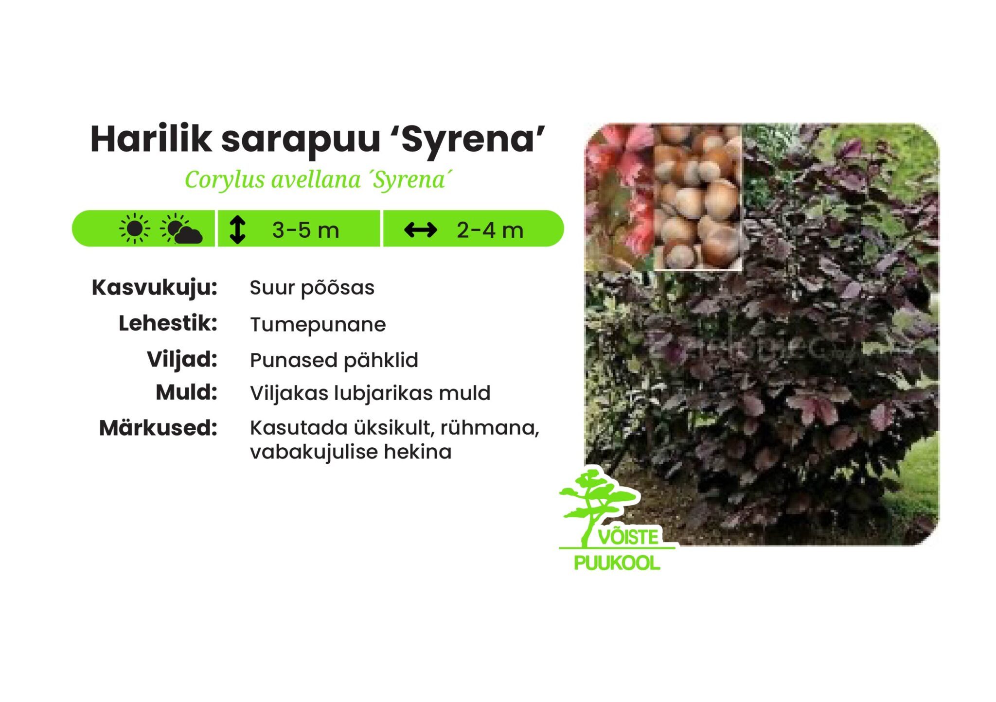 Harilik sarapuu ´Syrena´ - Võiste Puukool