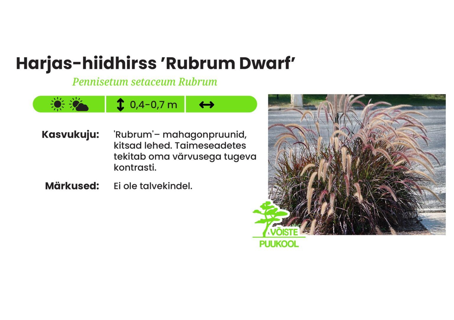 Harjas-hiidhirss 'Rubrum Dwarf' - Võiste Puukool