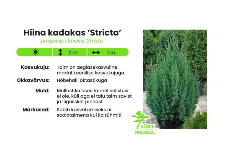 Hiina kadakas 'Stricta' - Võiste Puukool