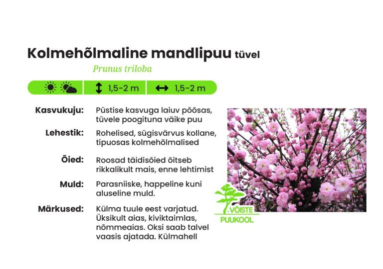 Kolmehõlmaline mandlipuu, tüvel - Võiste Puukool