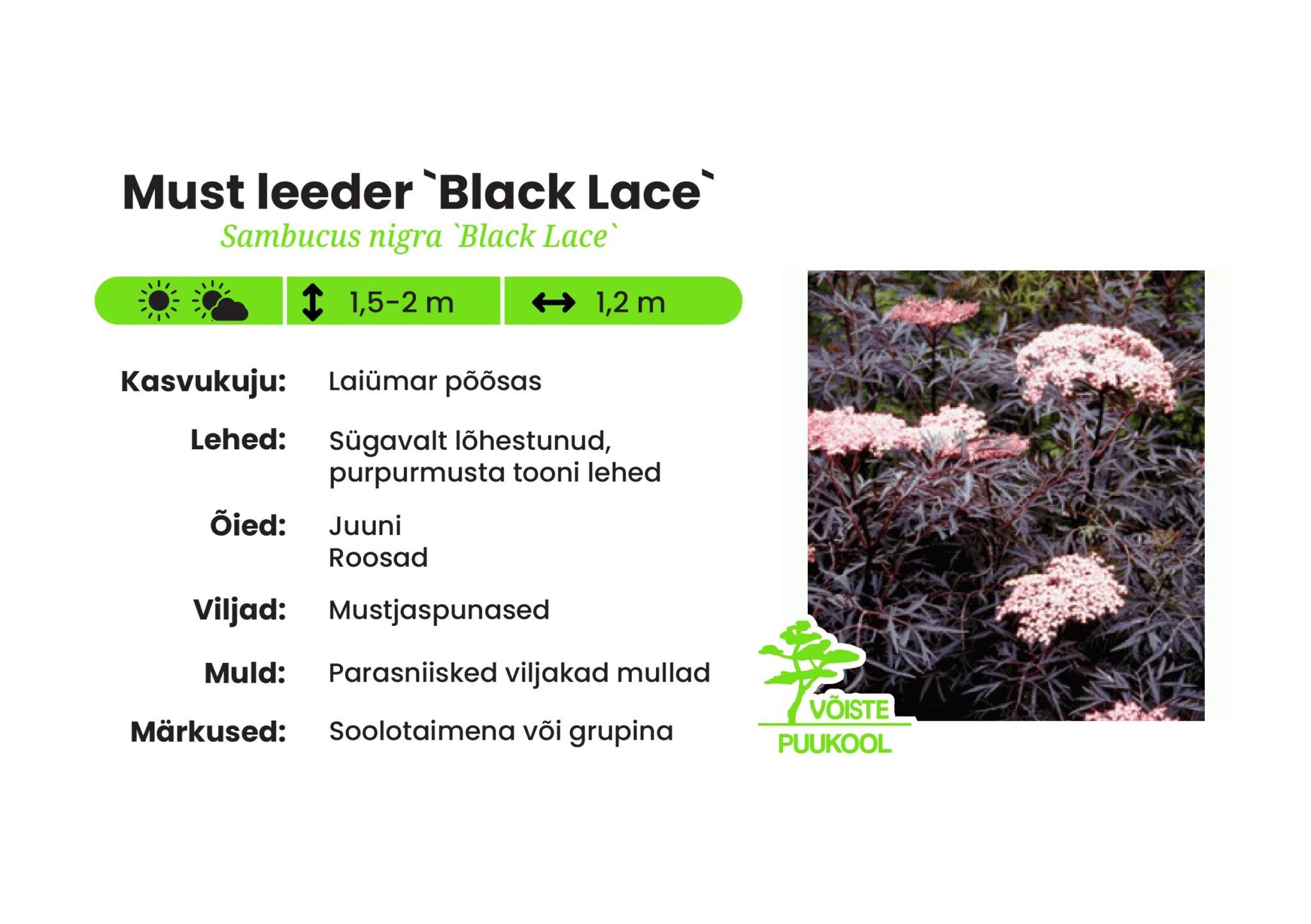 Must leeder `Black Lace` - Võiste Puukool