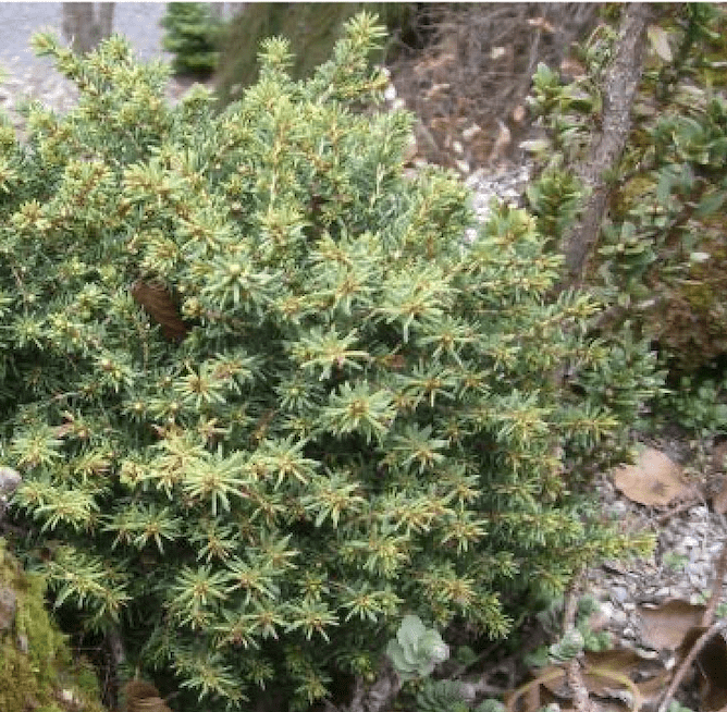 Harilik kuusk 'Little Gem' - Võiste Puukool