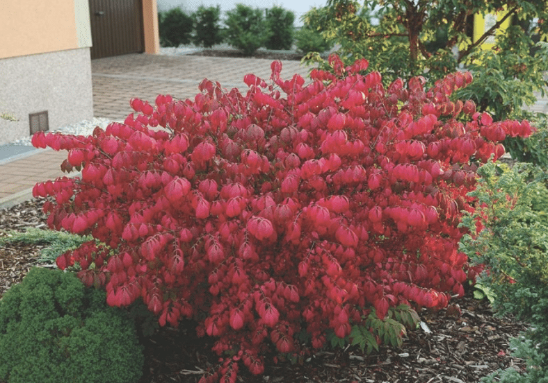 Tiivuline kikkapuu ‘Compactus’ - Võiste Puukool