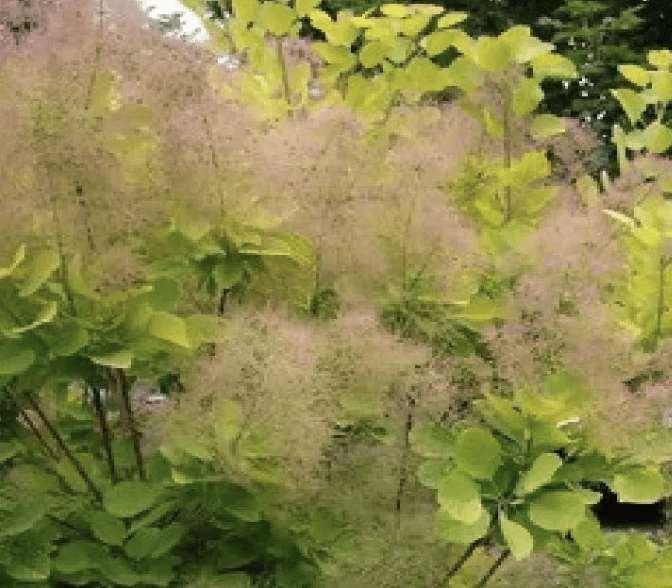 Parukapuu, harilik `Golden Spirit` - Võiste Puukool