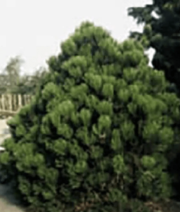 Soomusmänd 'Compact Gem' - Võiste Puukool