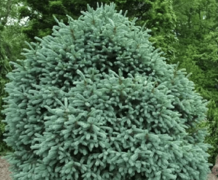 Engelmanni kuusk 'Compact' - Võiste Puukool