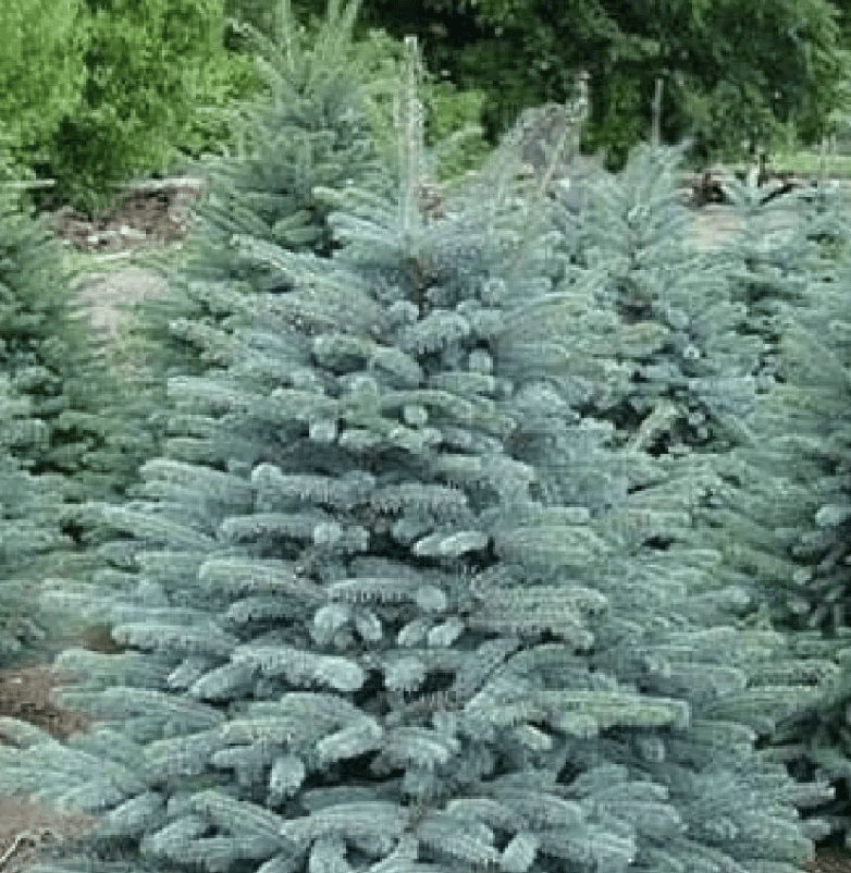 Torkav kuusk 'Misty Blue' - Võiste Puukool