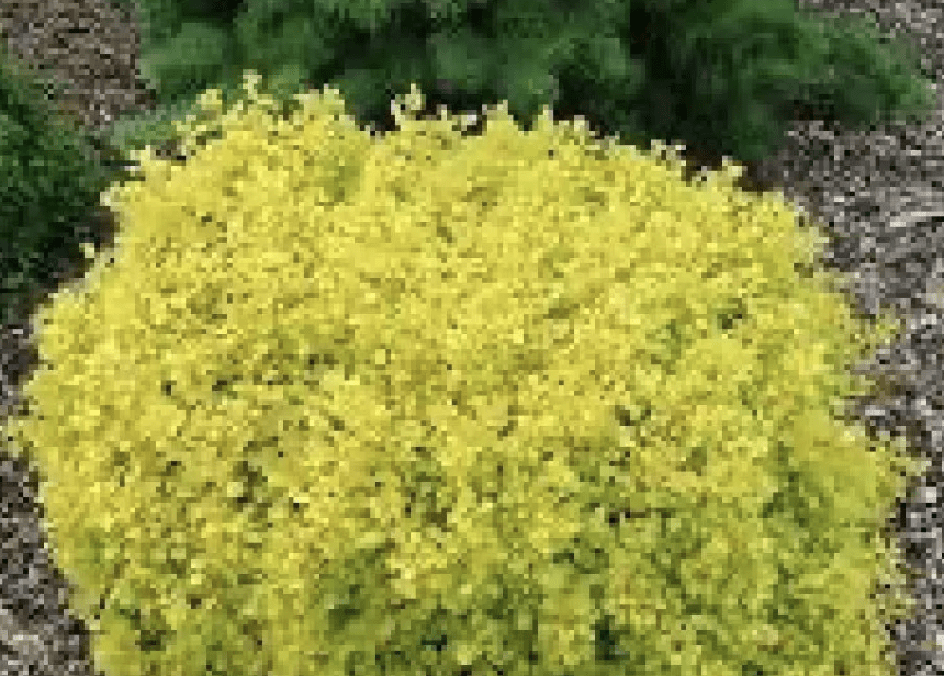 Thunbergi kukerpuu 'Tiny Gold' - Võiste Puukool