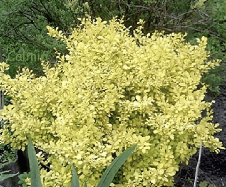 Thunbergi kukerpuu 'Sensation' - Võiste Puukool