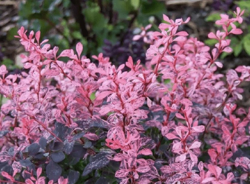 Thunbergi kukerpuu 'Inspiration' - Võiste Puukool