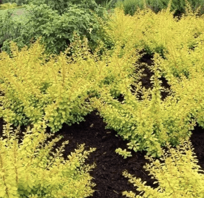 Thunbergi kukerpuu 'Golden Carpet'® - Võiste Puukool