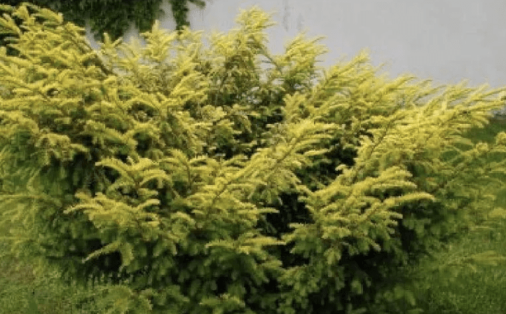 Harilik jugapuu 'Elegantissima' - Võiste Puukool