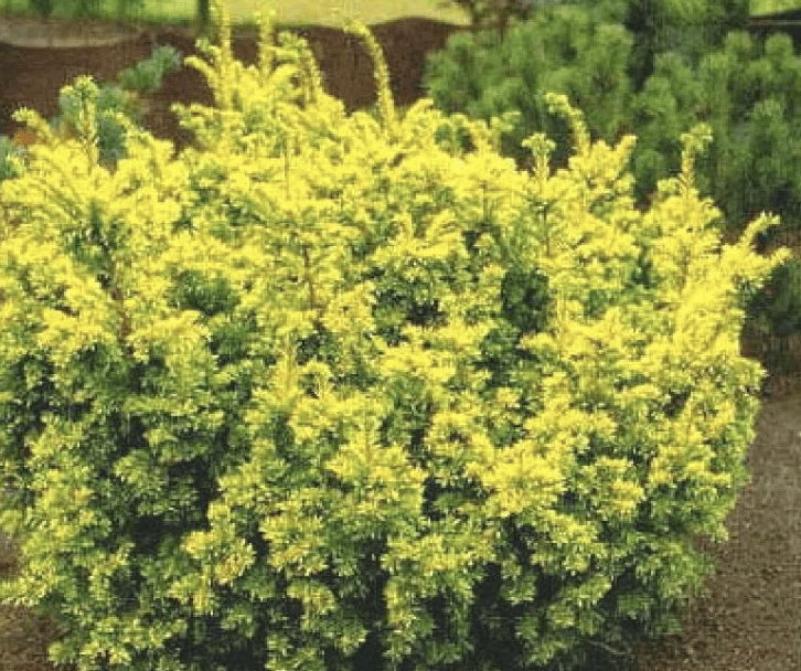 Harilik jugapuu 'Semperaurea' - Võiste Puukool