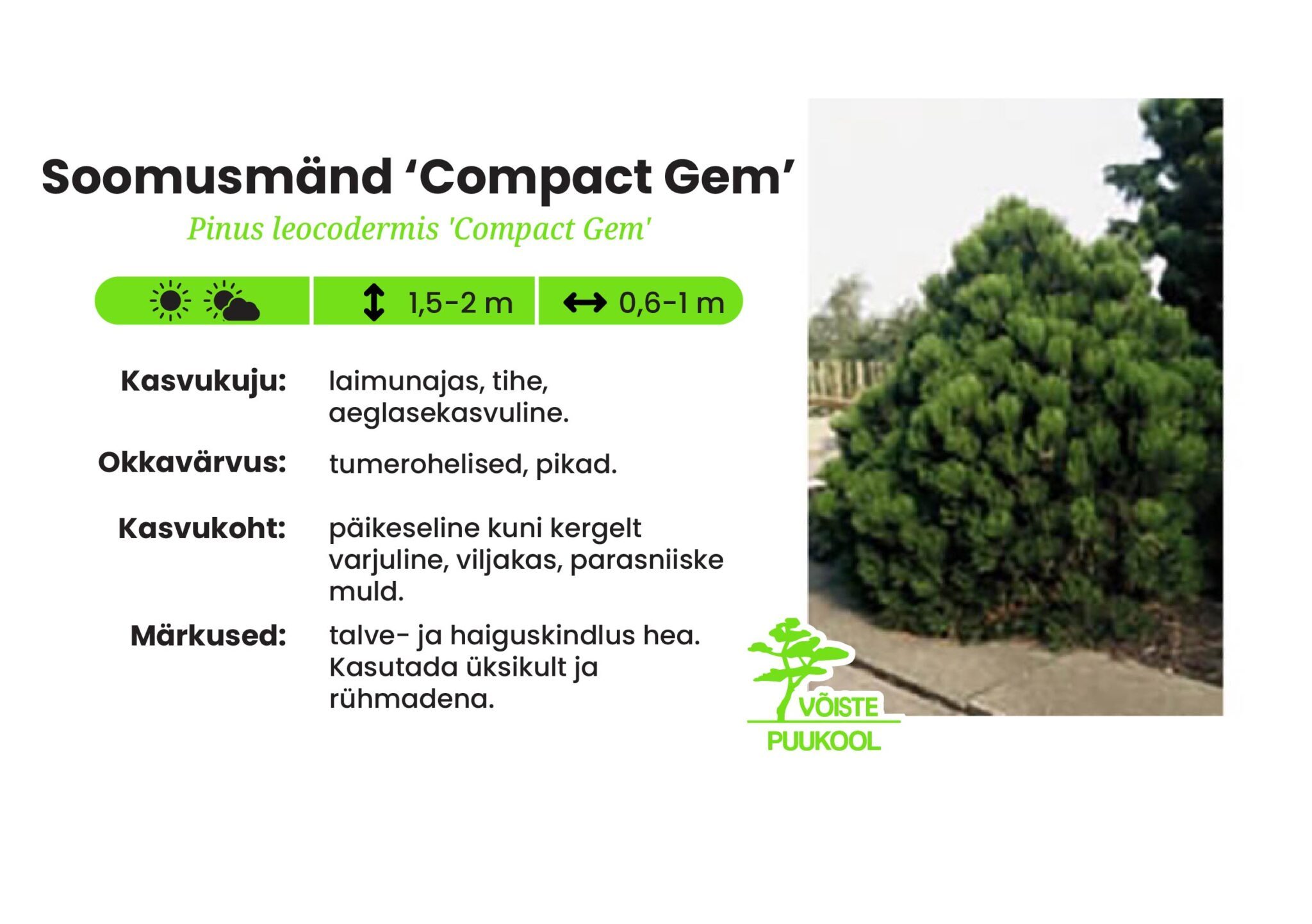 Soomusmänd 'Compact Gem' - Võiste Puukool