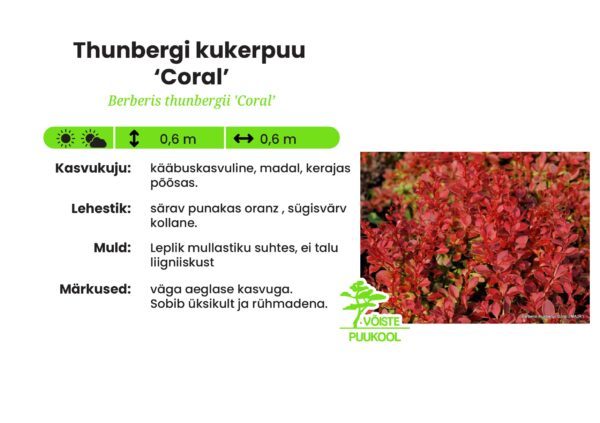 Thunbergi kukerpuu 'Coral' - Võiste Puukool