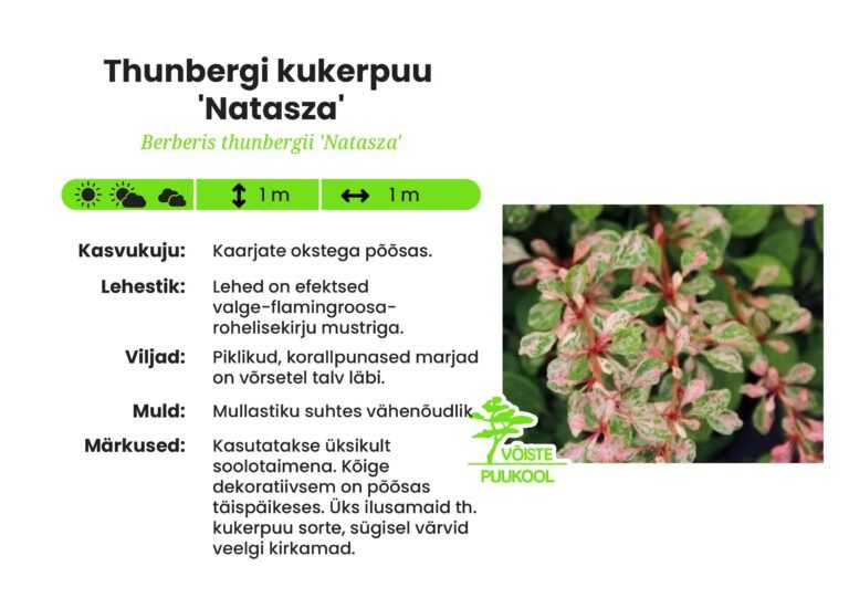 Thunbergi kukerpuu 'Natasza' - Võiste Puukool