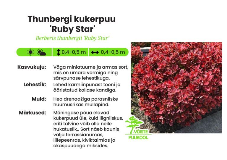 Thunbergi kukerpuu 'Ruby Star' - Võiste Puukool