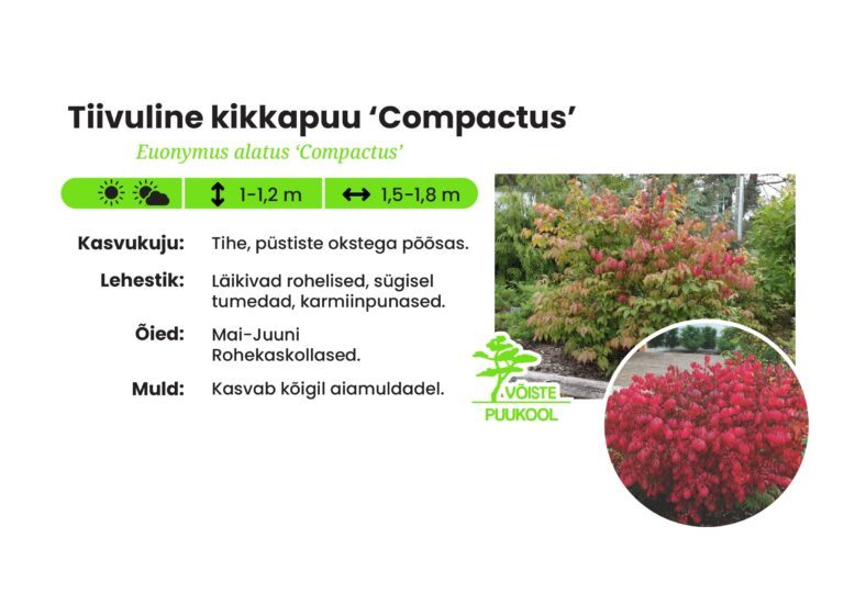 Tiivuline kikkapuu ‘Compactus’ - Võiste Puukool
