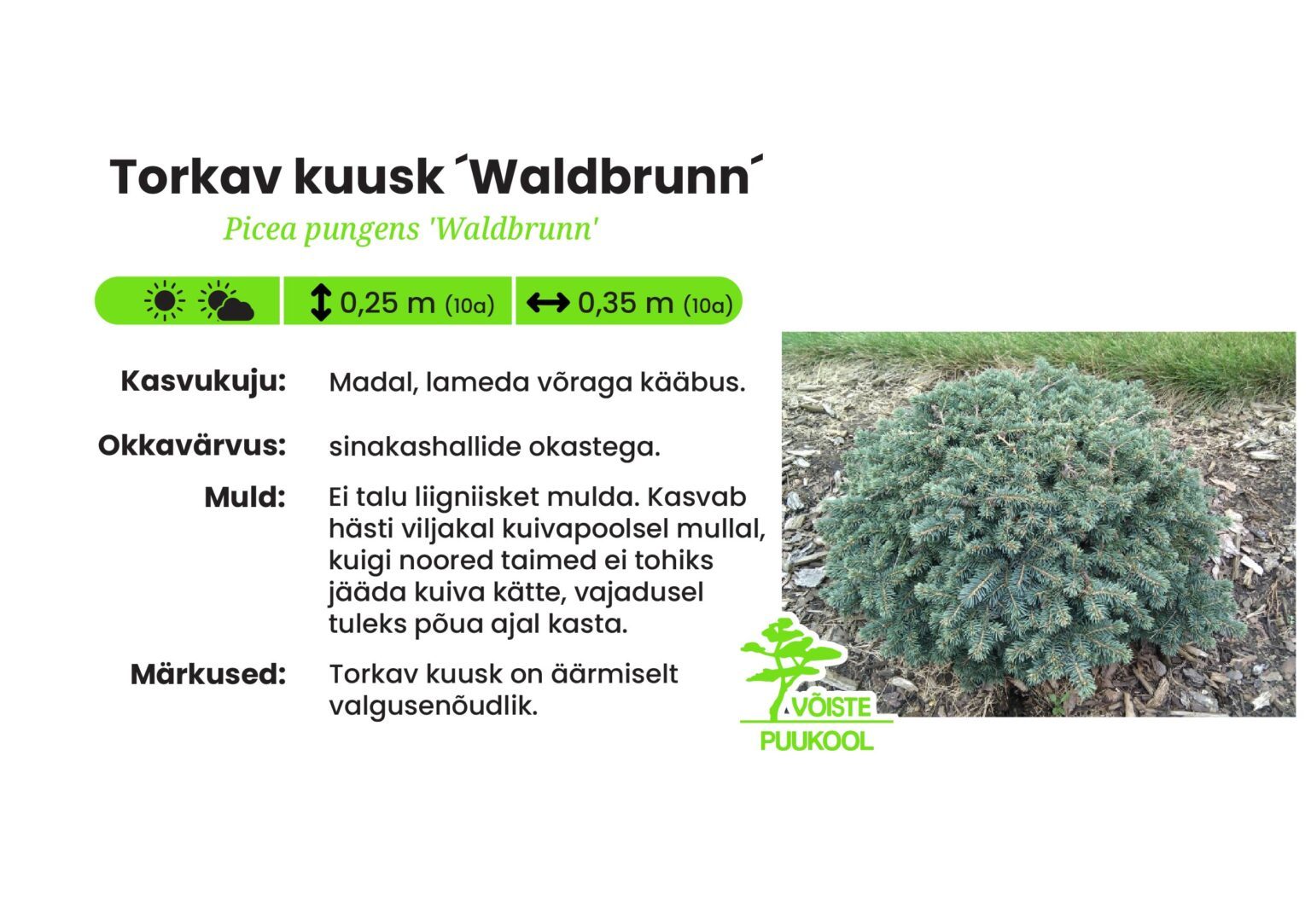 Torkav kuusk Waldbrunn - Võiste Puukool