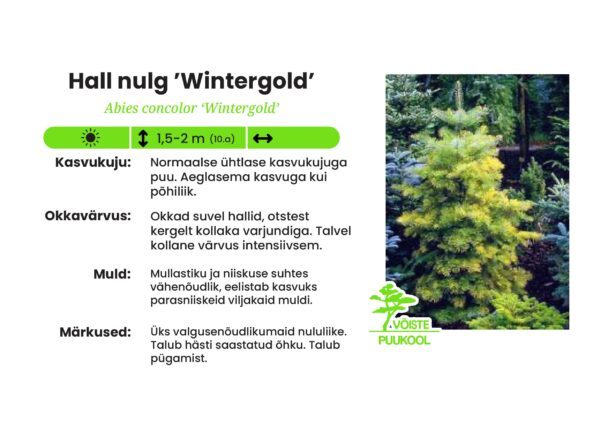 Hall nulg 'Wintergold' - Võiste Puukool