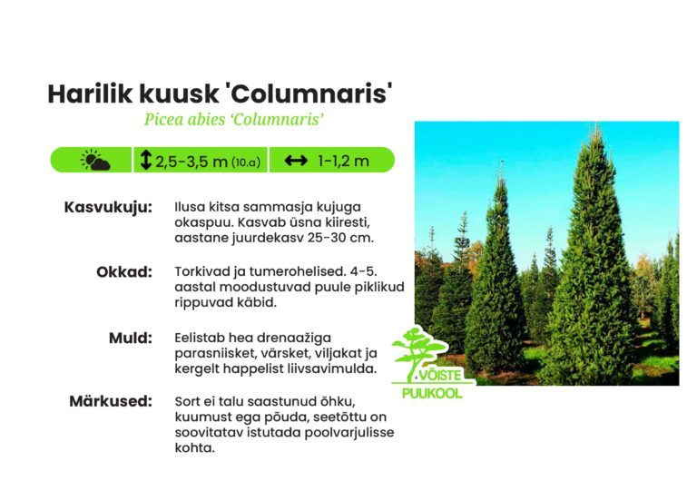 Harilik kuusk 'Columnaris' - Võiste Puukool