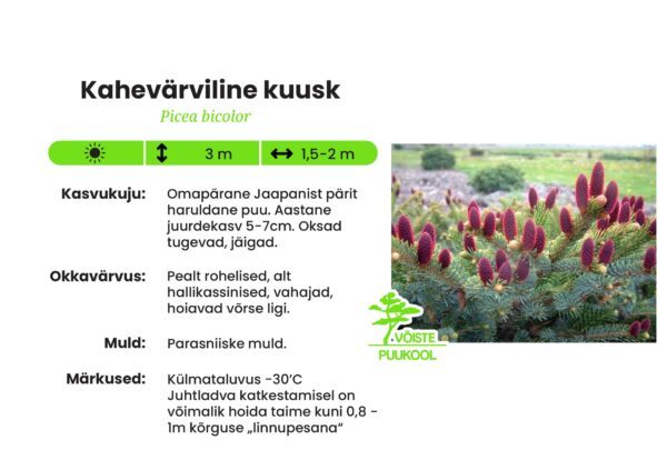 Kahevärviline kuusk - Võiste Puukool