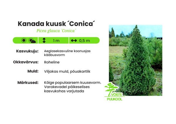 Kanada kuusk 'Conica' - Võiste Puukool