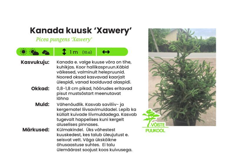 Kanada kuusk 'Xawery' - Võiste Puukool