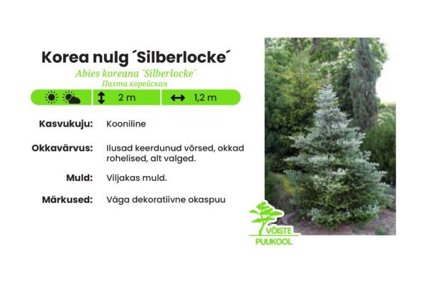 Korea nulg ´Silberlocke´ - Võiste Puukool