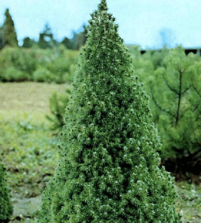 Kanada kuusk 'Conica' - Võiste Puukool