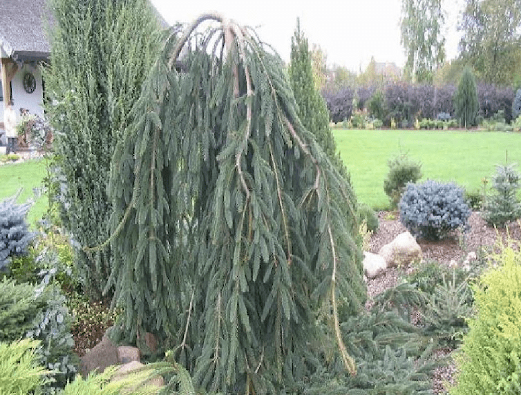 Harilik kuusk 'Frohburg' - Võiste Puukool