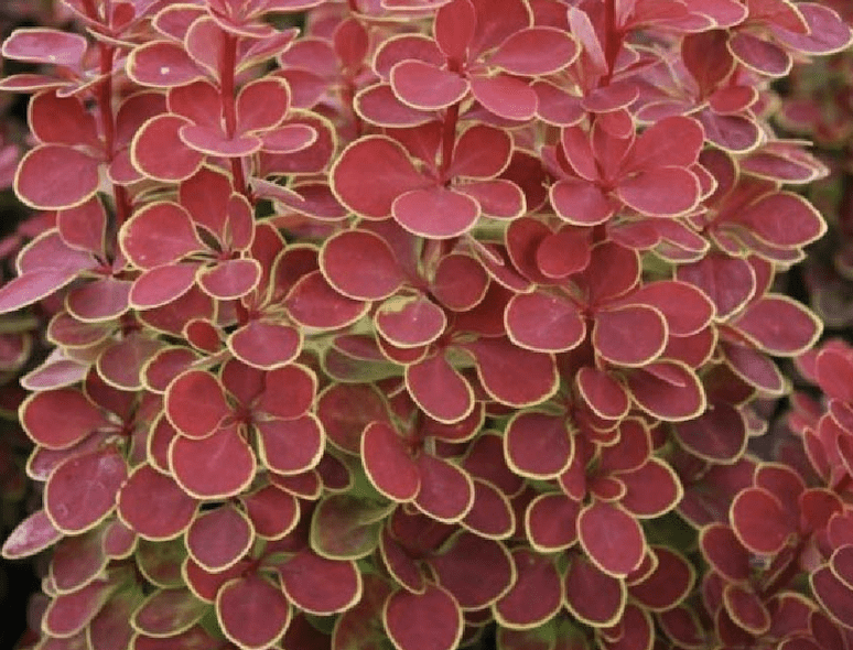 Thunbergi kukerpuu 'Orange Sunrise' - Võiste Puukool