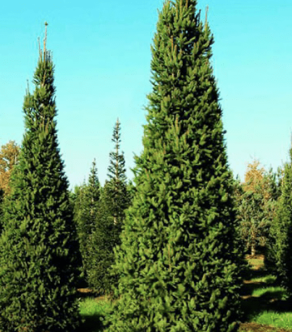 Harilik kuusk 'Columnaris' - Võiste Puukool