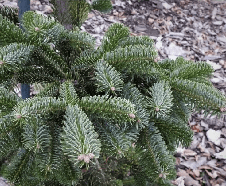 Kaukaasia nulg 'Robusta' - Võiste Puukool