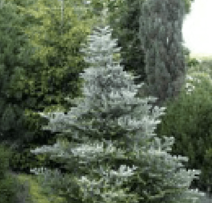 Korea nulg ´Silberlocke´ - Võiste Puukool