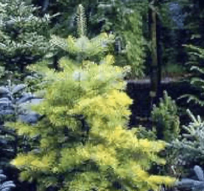 Hall nulg 'Wintergold' - Võiste Puukool