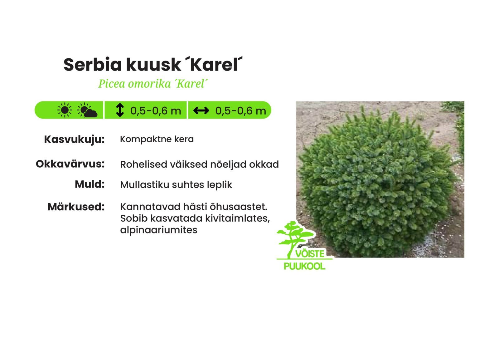 Serbia kuusk 'Karel' - Võiste Puukool