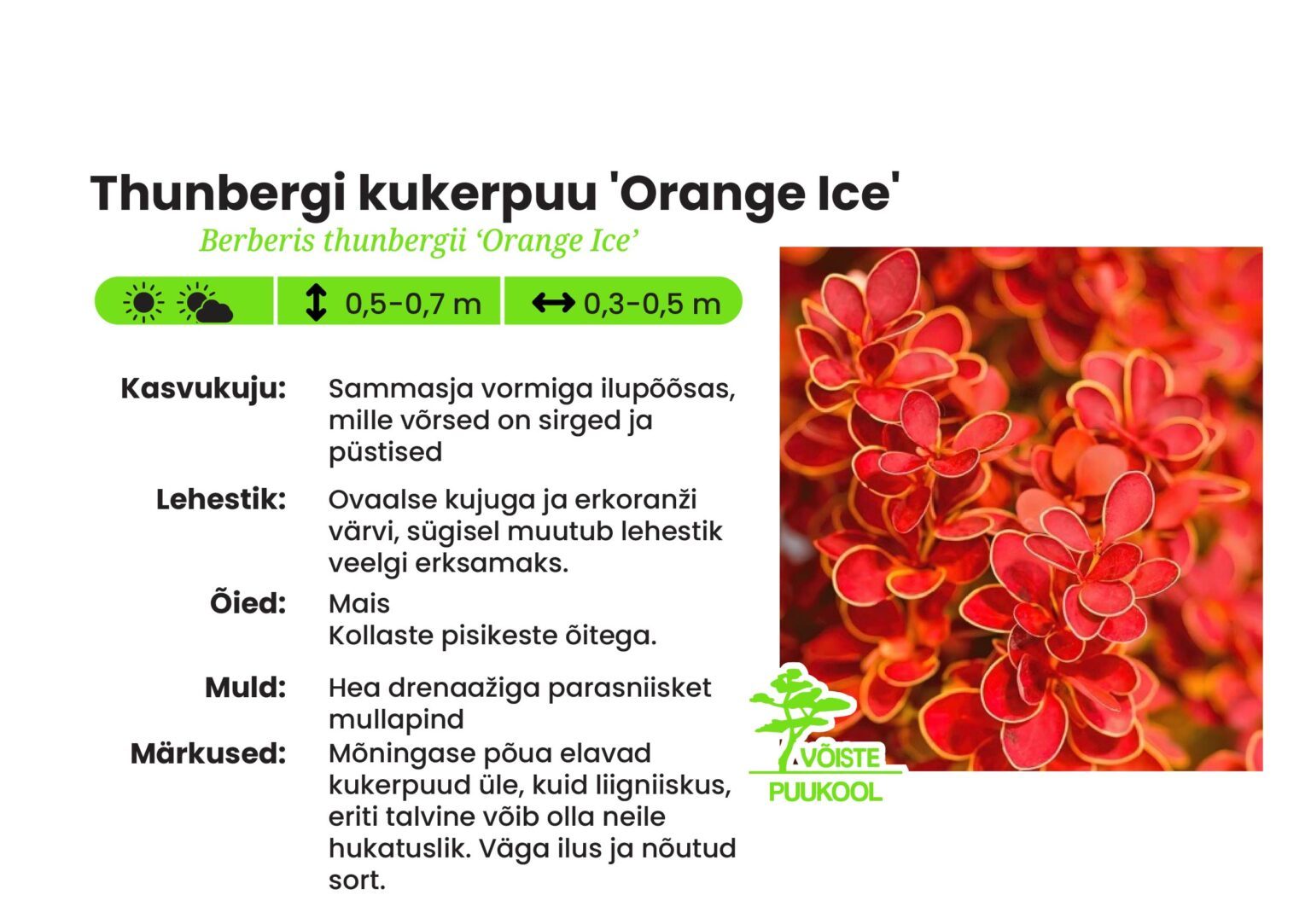 Thunbergi kukerpuu 'Orange Ice' - Võiste Puukool