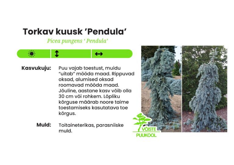 Torkav kuusk ’Pendula’ - Võiste Puukool
